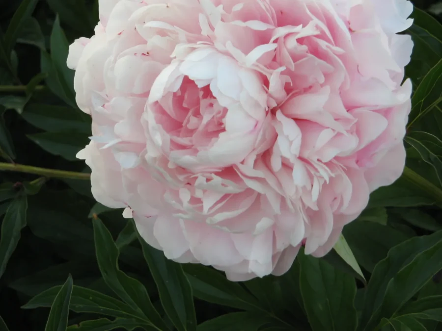 Paeonia lactiflora ´Reine Hortense´ - Stauden-Pfingstrose - Gärtnerei ...